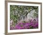 'Azaleas and Live Oak Trees Draped in Spanish Moss, Middleton Place ...