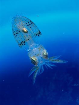 'Baby Squid' Photographic Print | Art.com