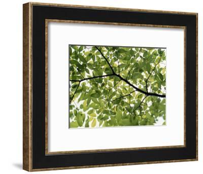 Backlit Green Tree Branch Photographic Print by | Art.com