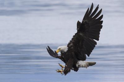 'Bald Eagle Attacking' Premium Photographic Print - Ken Archer | Art.com