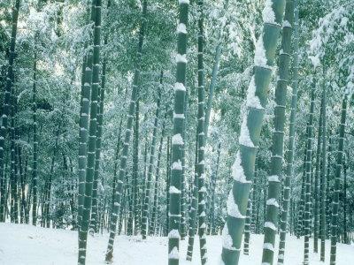 'Bamboo Forest in Snow, Nishiyama, Kyoto, Japan' Photographic Print ...