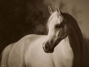 Barry Hart Art: Prints, Paintings, Posters & Framed Wall Artwork for ...