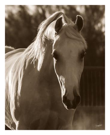 Jewel Art Print - Barry Hart | Art.com