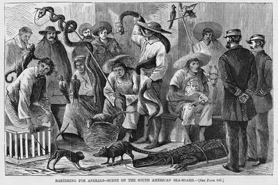 'Bartering for Animals--Scene on the South American Sea-Board.' Giclee ...