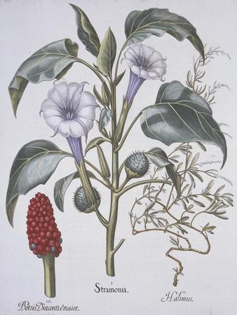 Jimson Weed