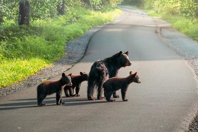 'Bear Family' Photo - Jared Kreiss | Art.com