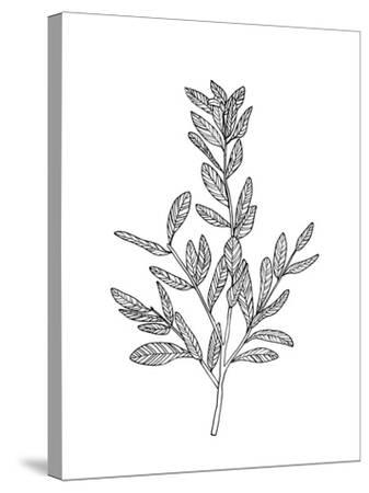 'Linear Nature - Growth' Stretched Canvas Print - Belle Poesia | Art.com