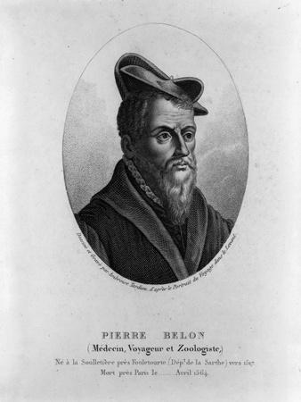 Belon, Pierre Giclee Print | Art.com