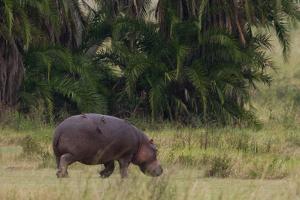 Hippopotamus Photography Art for Sale: Prints, Paintings, Posters ...