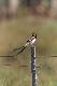 Strange-tailed tyrant male, perched on fence post, Corrientes ...