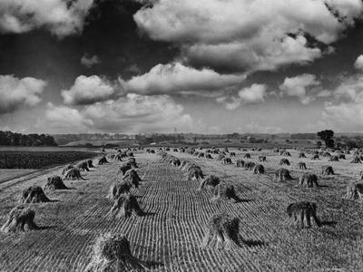 'Midwestern Wheat Field at Harvest Time' Photographic Print - Bettmann ...