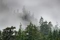 'Usa, Alaska. Mists, fog and rain for the coastal temperate rainforest ...