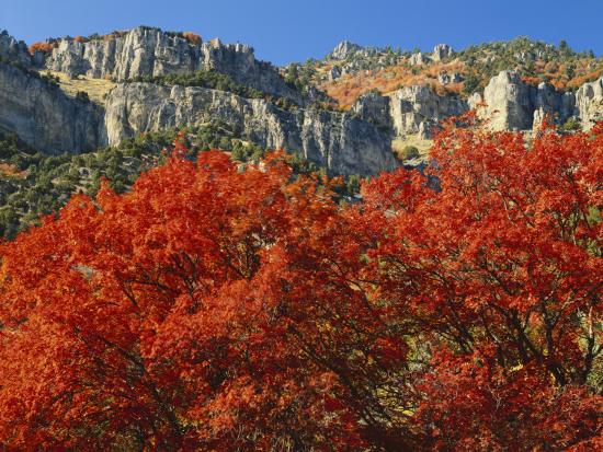 Bigtooth Maple, Blacksmith Fork Canyon, Bear River Range, Wasatch ...