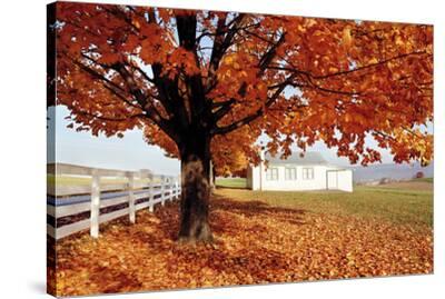 'Golden Tree' Stretched Canvas Print - Bill Coleman | Art.com