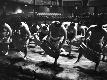 'Sumo Wrestlers Performing a Ritual Dance Before a Demonstration Match ...