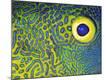 'Blue and Yellow Triggerfish Eye' Photographic Print - Bill Varie | Art.com