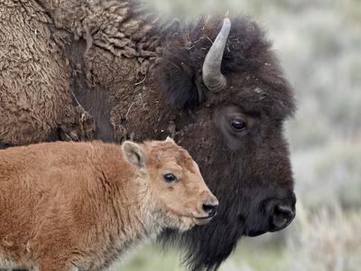 'Bison (Bison Bison) Calf in Front of its Mother, Yellowstone National ...