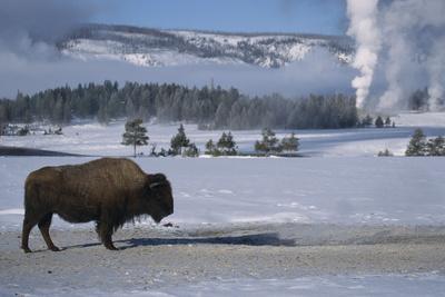 'Bison Standing near Geysers in Winter' Photographic Print - W. Perry ...