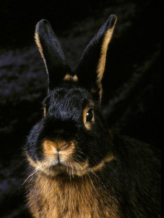 'Black and Tan Domestic Rabbit' Photographic Print - Adriano Bacchella ...