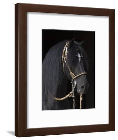Black Peruvian Paso Stallion in Traditional Peruvian Bridle, Sante Fe ...