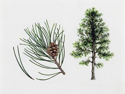 'Black Pine (Pinus Nigra), Pinaceae, Tree, Leaves and Fruit' Giclee ...