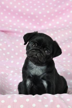 Black And White Puggle Puppies