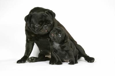 Black And White Puggle Puppies
