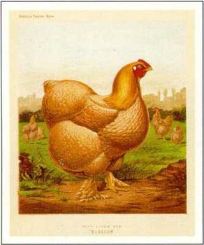 'Blossom Poultry' Art Print | Art.com