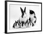 'Blue Dutch Rabbit and Four 3-Week Babies and Black-And-White Kitten ...