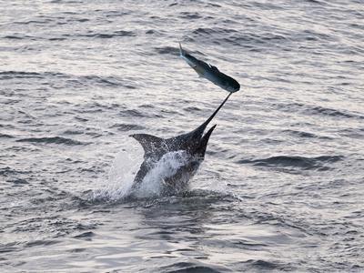 'Blue Marlin (Makaira Nigricans) Hunting Dorado (Coryphaena Hippurus ...