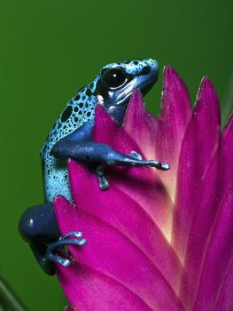'Blue Poison Dart Frog Aka Okopipi, Surinam' Photographic Print - Adam ...