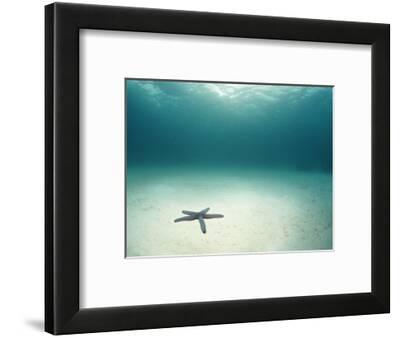 Blue Sea Star in Open Ocean Photographic Print by | Art.com