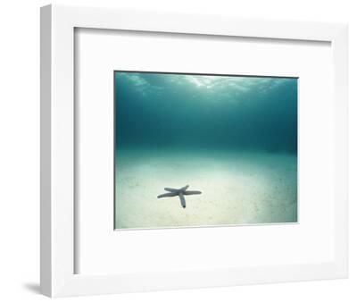 'Blue Sea Star in Open Ocean' Photographic Print | Art.com