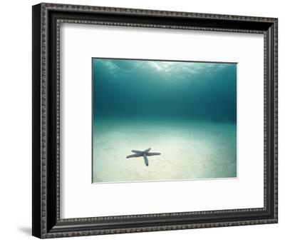 Blue Sea Star in Open Ocean Photographic Print by | Art.com