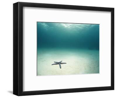 'Blue Sea Star in Open Ocean' Photographic Print | Art.com