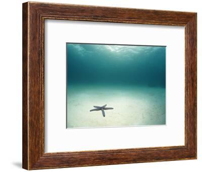 Blue Sea Star in Open Ocean Photographic Print by | Art.com