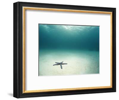 Blue Sea Star in Open Ocean Photographic Print by | Art.com
