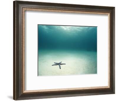 Blue Sea Star in Open Ocean Photographic Print by | Art.com
