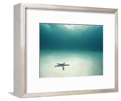 Blue Sea Star in Open Ocean Photographic Print by | Art.com