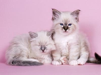 'Blue Tabby and Seal Tabby Birman Kittens' Photographic Print | Art.com