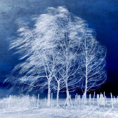 'Blue Wind' Photographic Print - Philippe Sainte-Laudy | Art.com