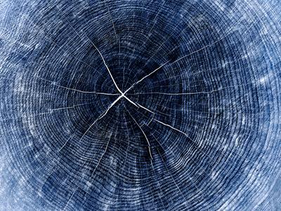 'Blue X-Ray Image of a Tree Trunk with Large Rings and Texture. Cross ...