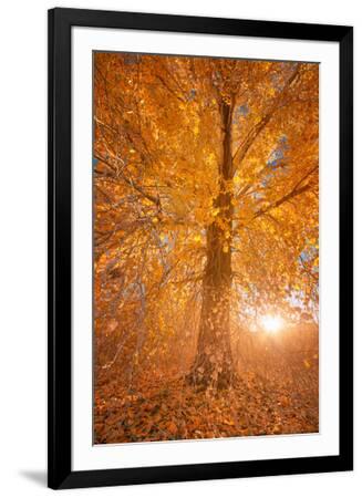 Extreme Fall 2 Framed Art Print - Bob Larson | Art.com