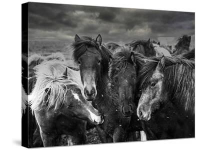 Horse Huddle Stretched Canvas Print - Bobbie Goodrich | Art.com