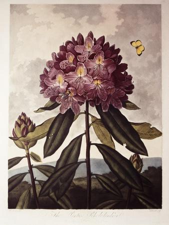 'Book Illustration of a Pontic Rhododendron' Giclee Print | Art.com