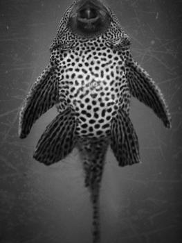 'Bottom View of Catfish' Photographic Print - Henry Horenstein | Art.com