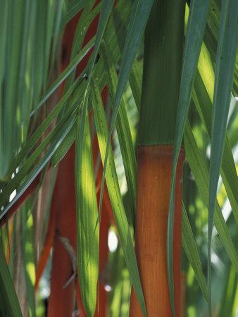 'Brightly Colored Orange and Green Bamboo Stalks, Dominical, Costa Rica ...