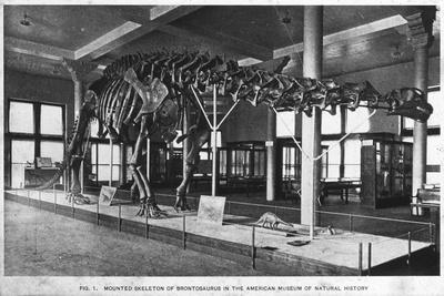 'Brontosaurus Skeleton, American Museum of Natural History, New York ...