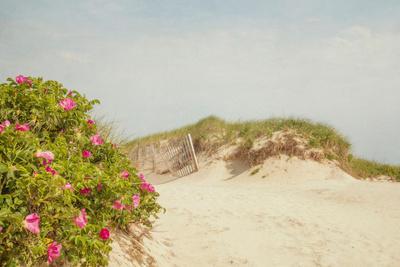 'Rosa Rugosa' Photographic Print - Brooke T. Ryan | Art.com