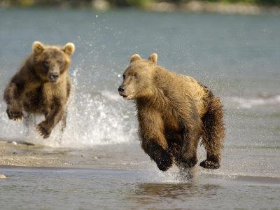 'Brown Bears Chasing Each Other Beside Water, Kronotsky Nature Reserve ...